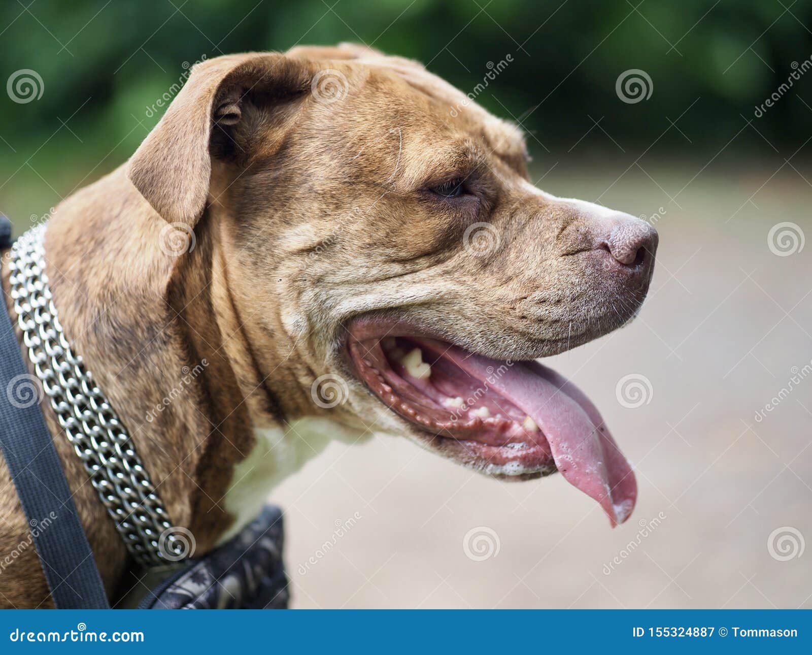 Panting Dog stock image. Image of panting, park, mammal - 155324887