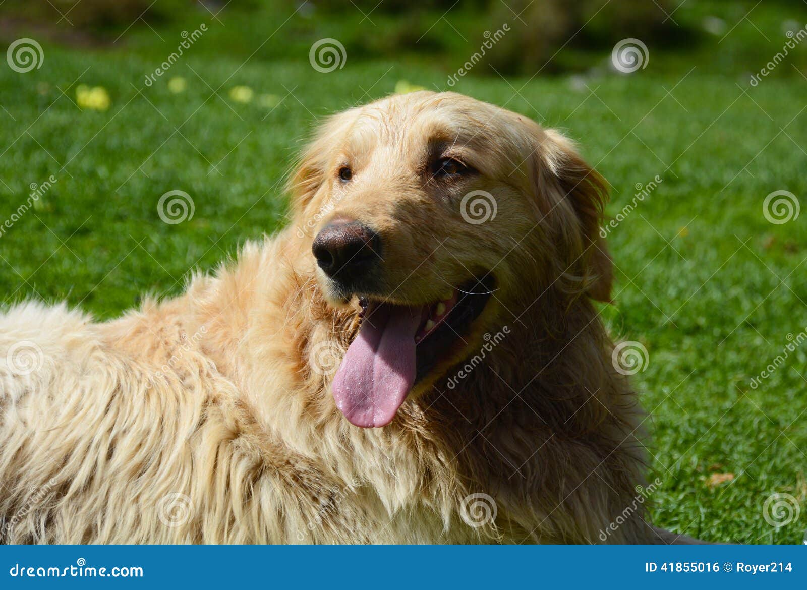 Panting dog stock photo. Image of panting, outdoors, tired - 41855016