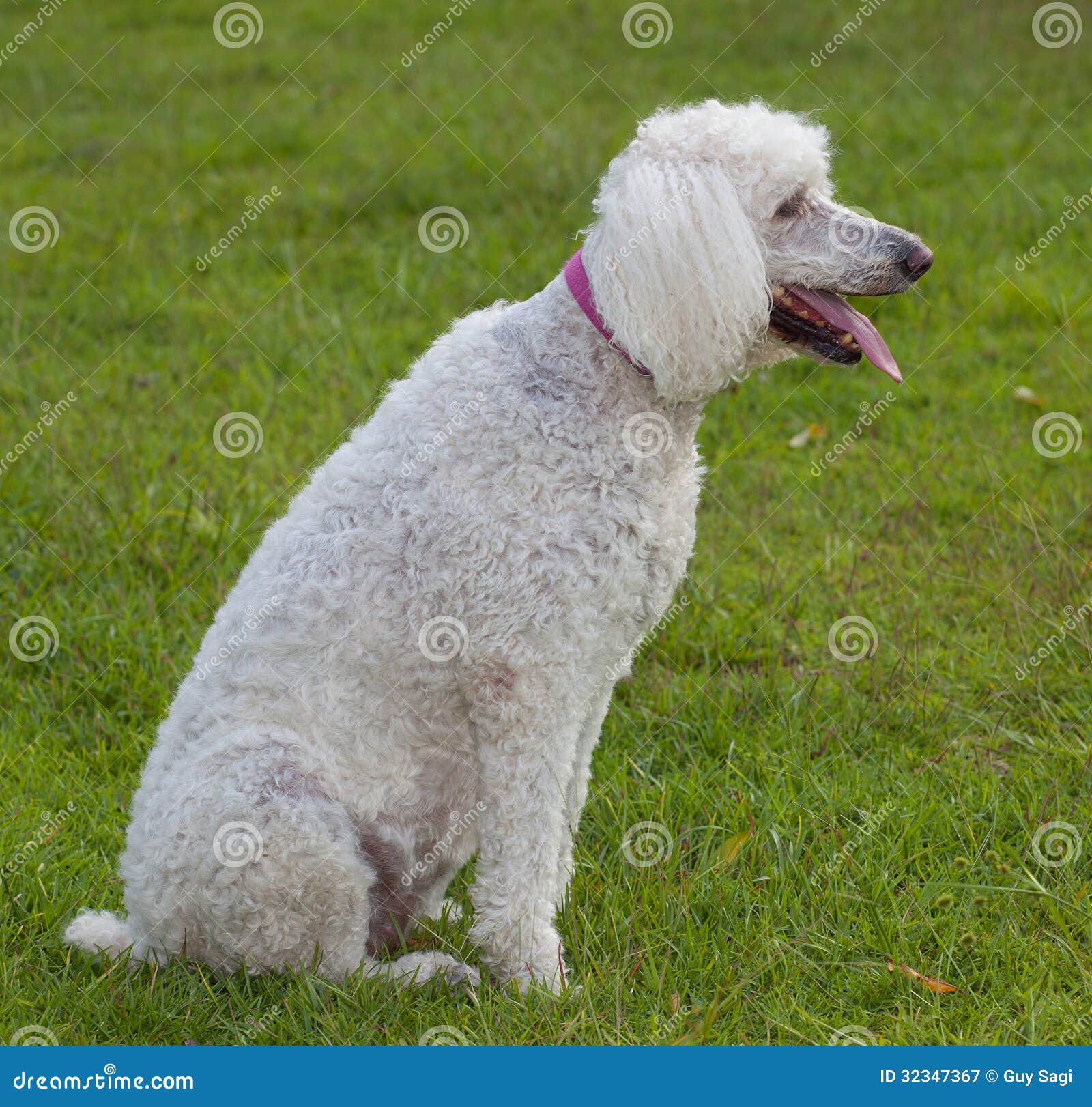 Panting dog stock image. Image of feet, french, lawn - 32347367