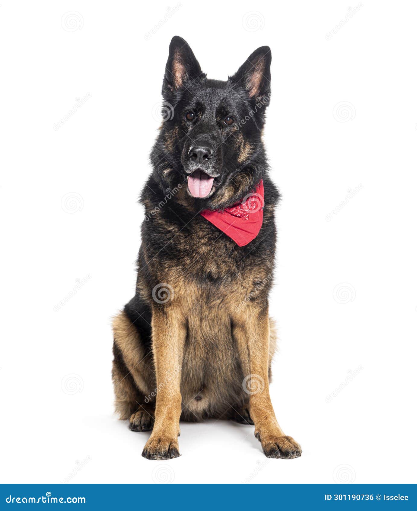 Panting German Shepherd Wearing a Red Scarf, Isolated on White Stock ...
