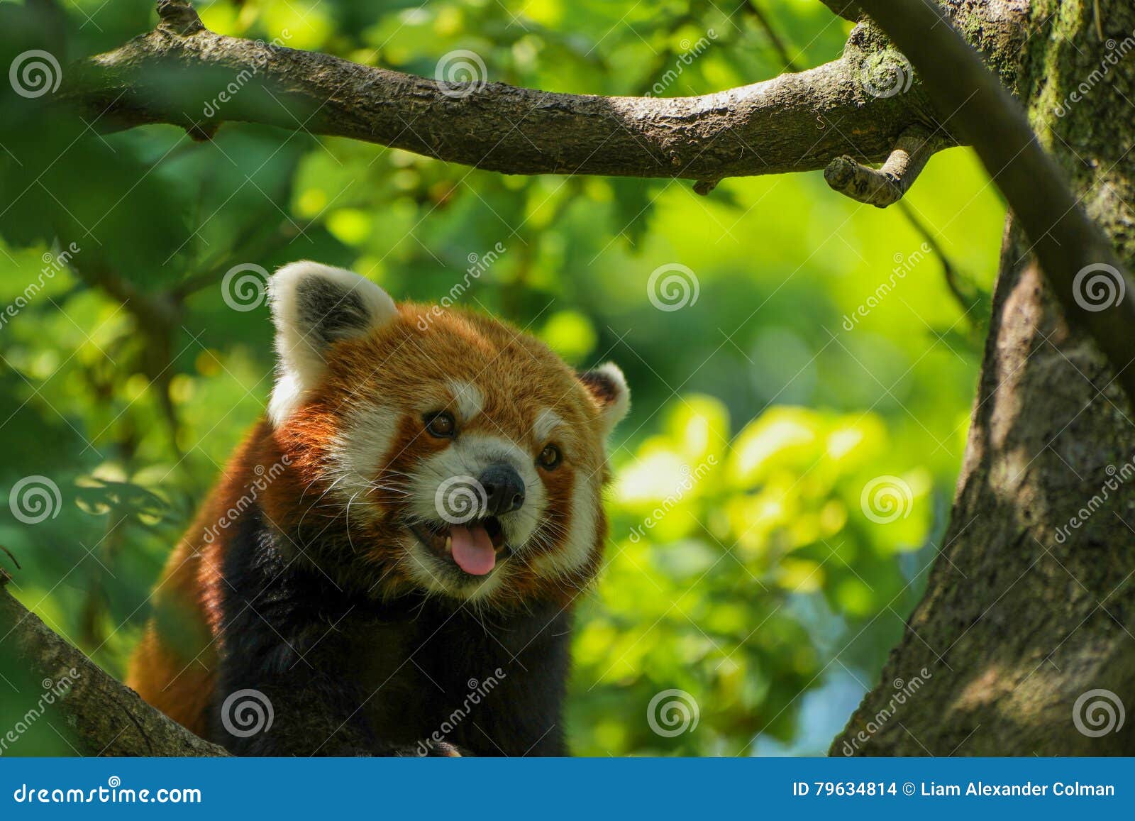 Panting red panda stock photo. Image of bothered, daylight - 79634814