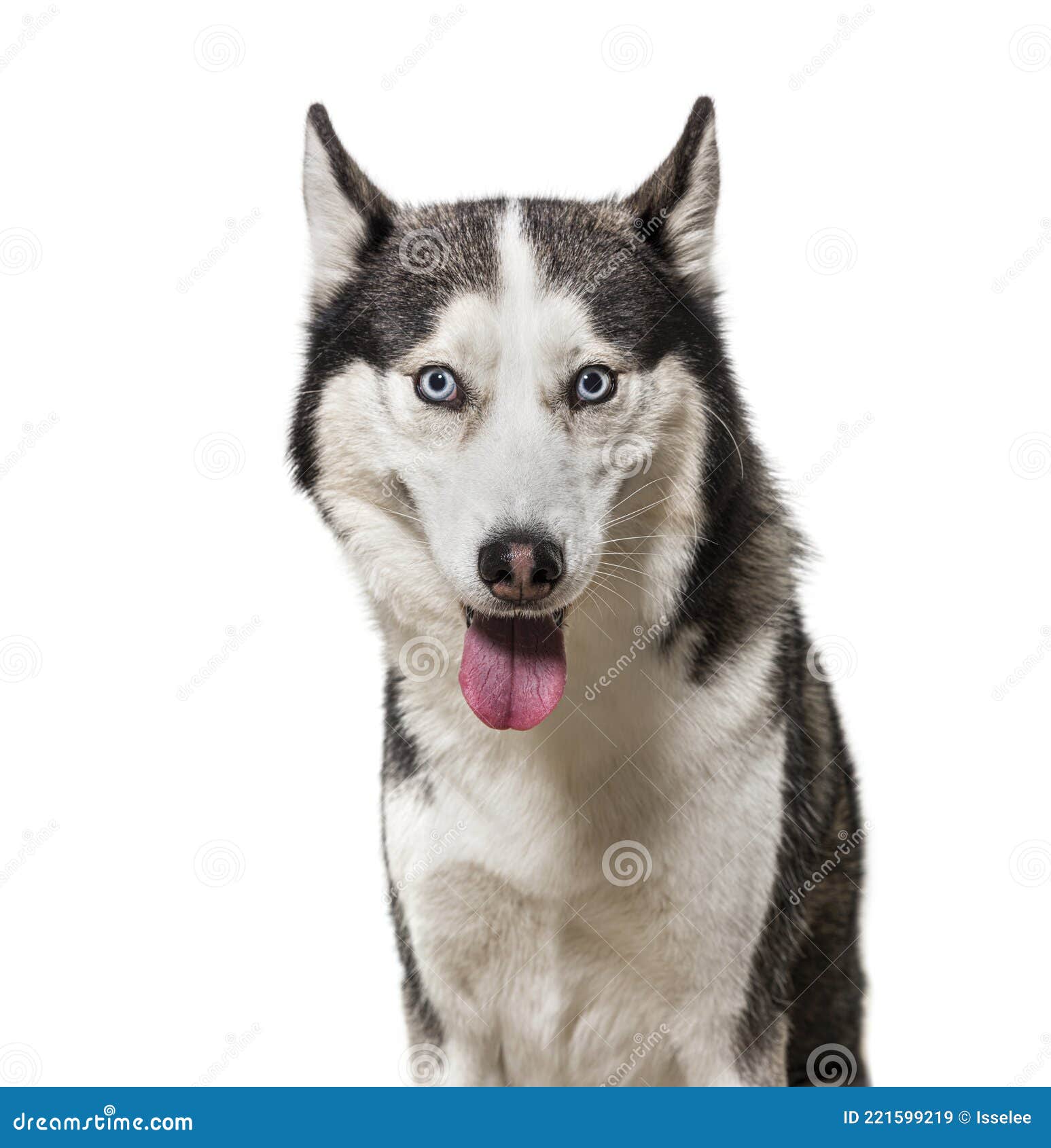Panting Siberian Husky Dog, Isolated Stock Image - Image of portrait ...