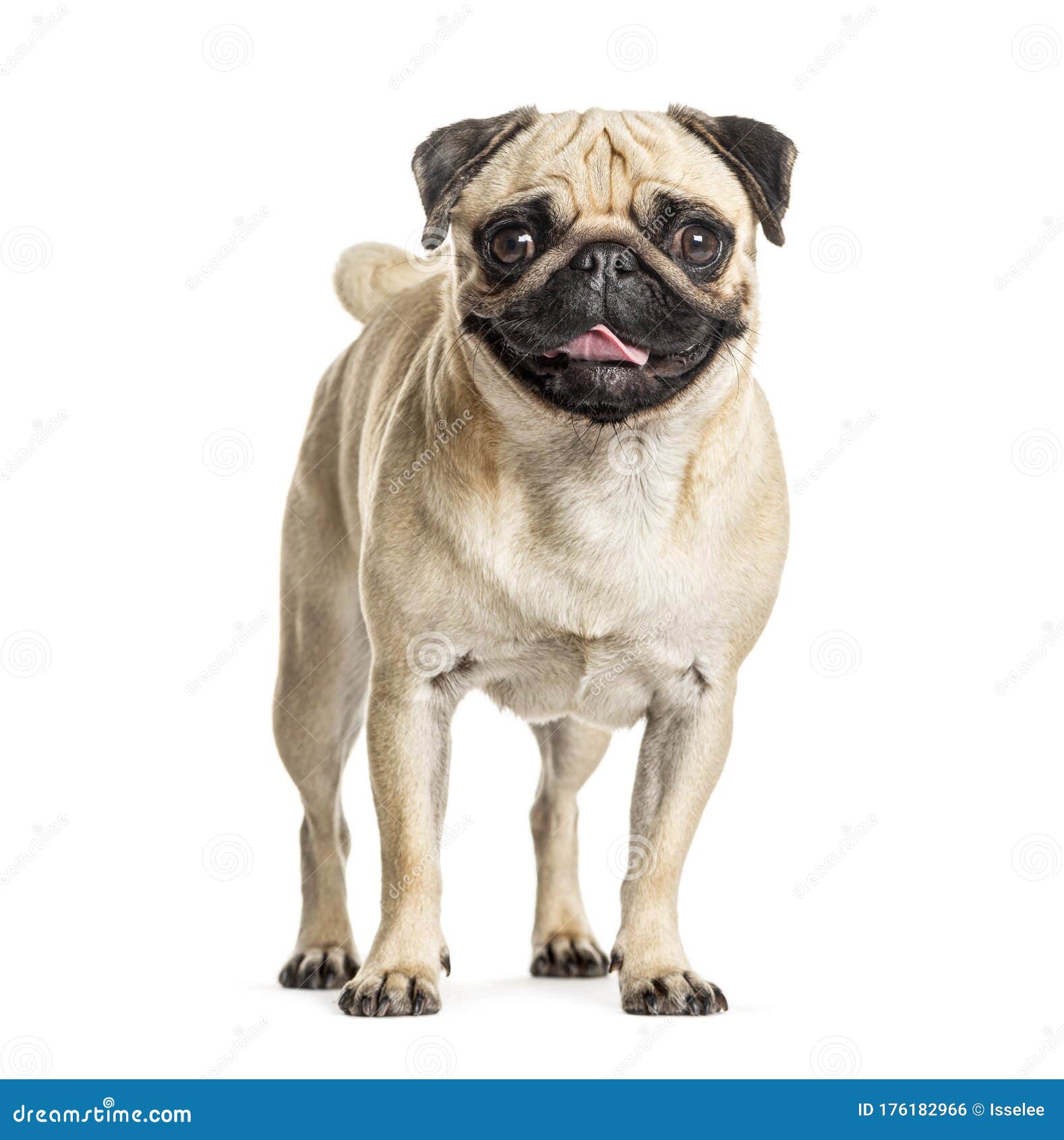 Panting and Sitting Pug, Isolated Stock Photo - Image of canine, studio ...