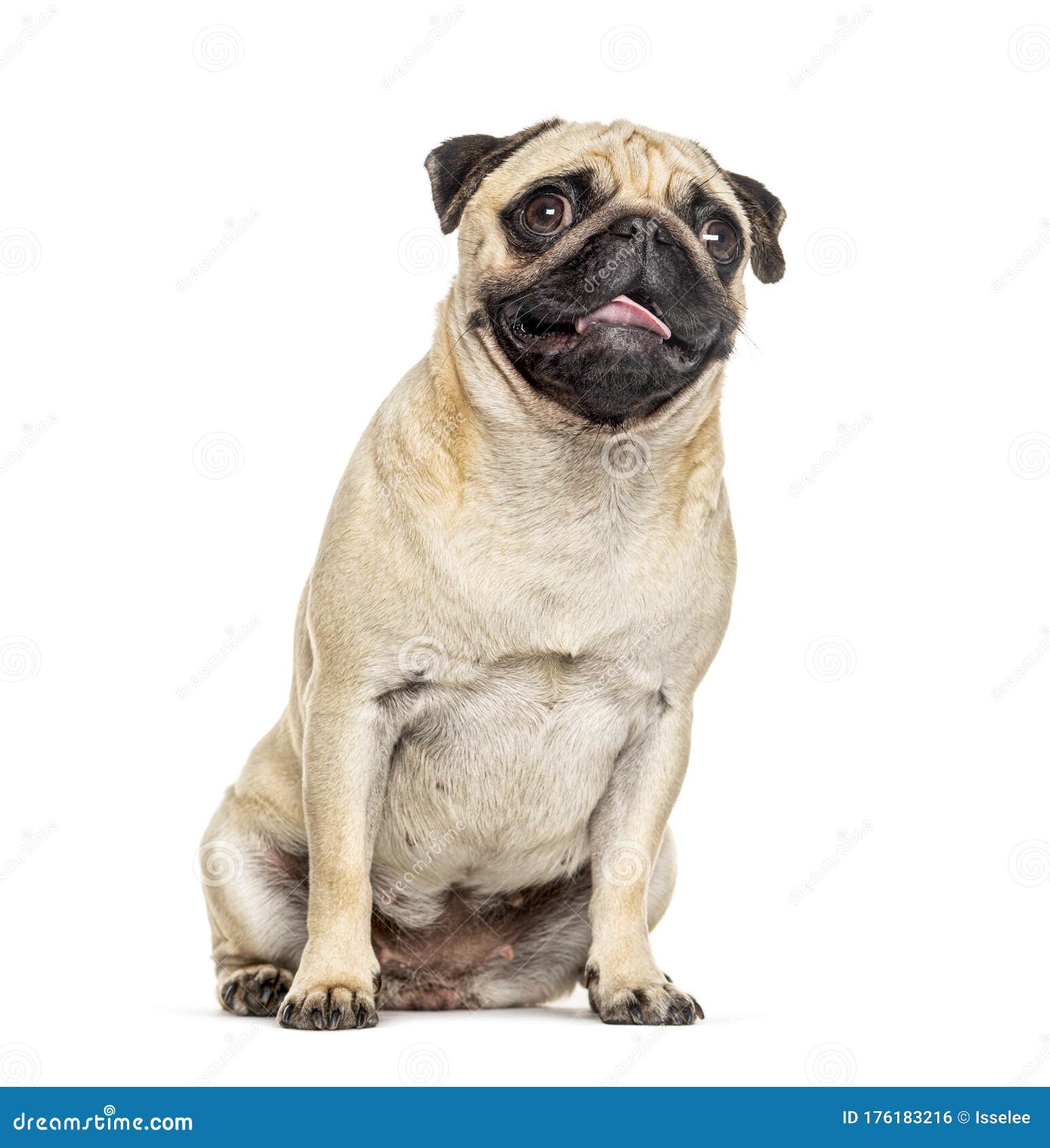 Panting and Sitting Pug, Isolated Stock Photo - Image of animal ...