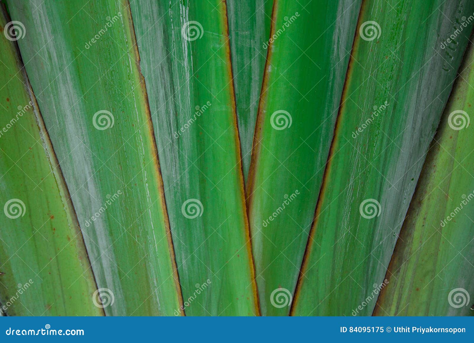 Pants tree leaf stock image. Image of little, water, morning - 84095175