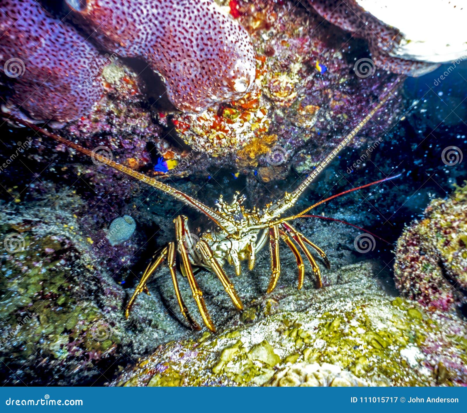 Panulirus Argus, Die Karibische Languste Stockbild - Bild von ...