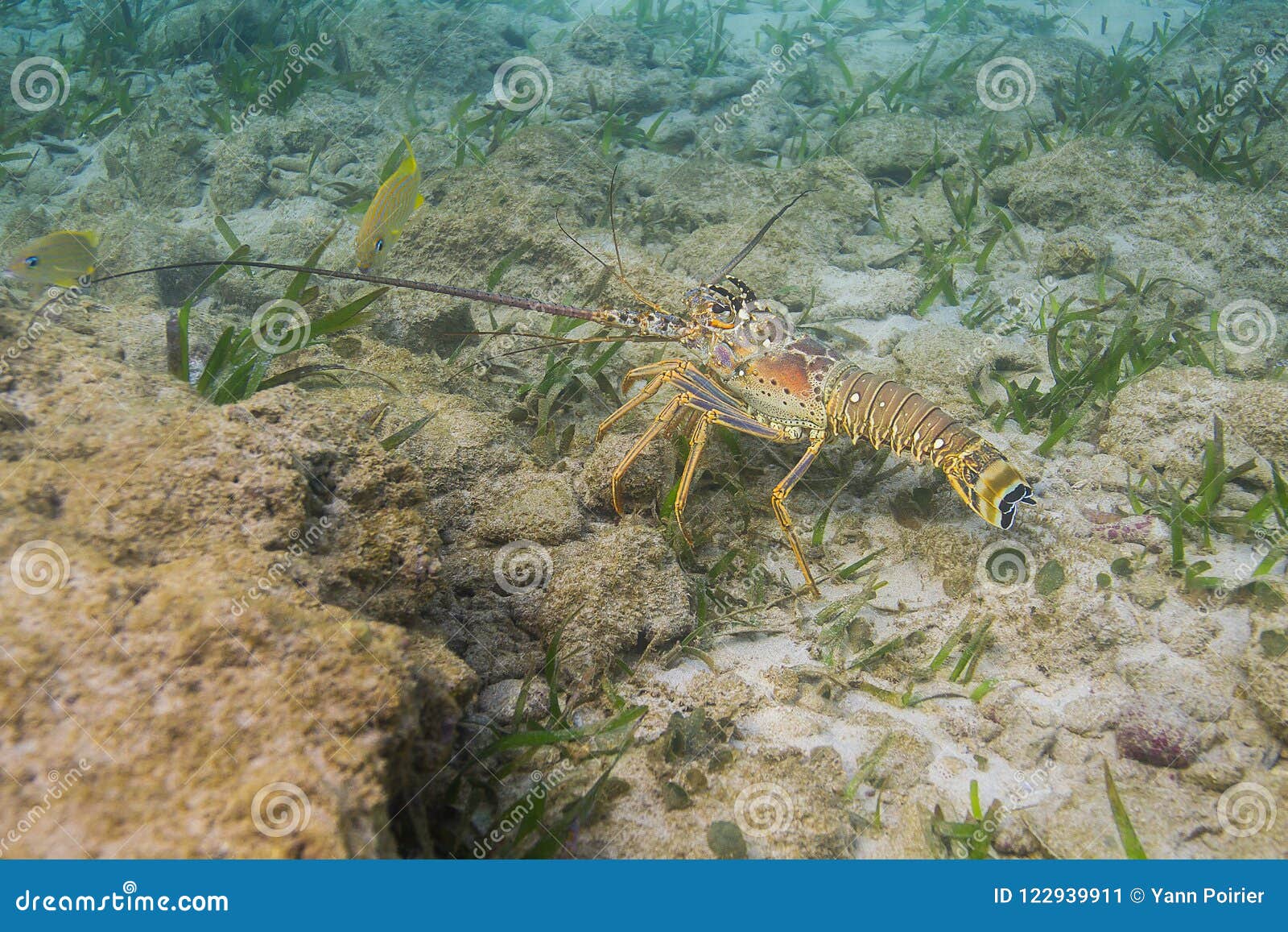 Caribbean Spiny Lobster stock image. Image of tropical - 122939911