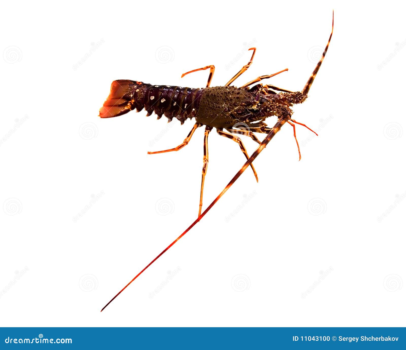 Panulirus regius stock photo. Image of living, marine - 11043100