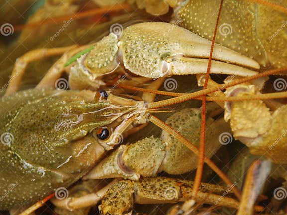 Panzerkrebse stockfoto. Bild von wasser, tier, wildnis - 11496452