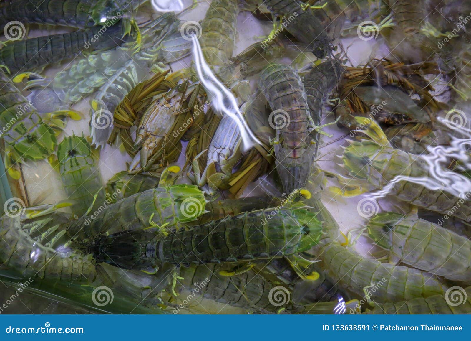 Panzerkrebse und Krabbe stockbild. Bild von glas, wasser - 133638591