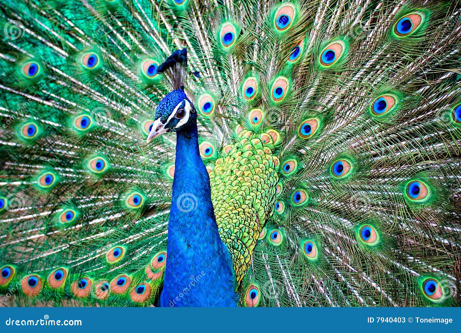 Paon image stock. Image of bleu, complètement, charmer - 7940403