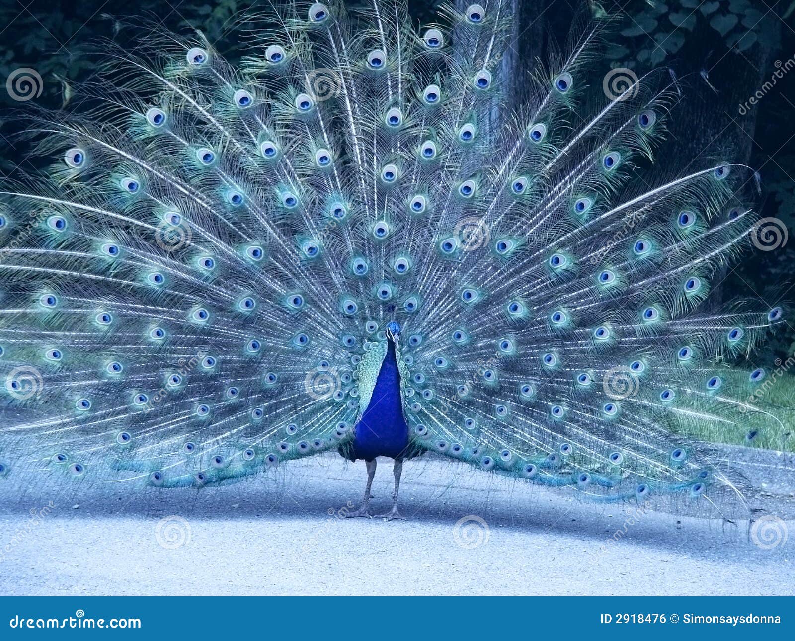 Paon bleu photo stock. Image du complètement, clavettes - 2918476