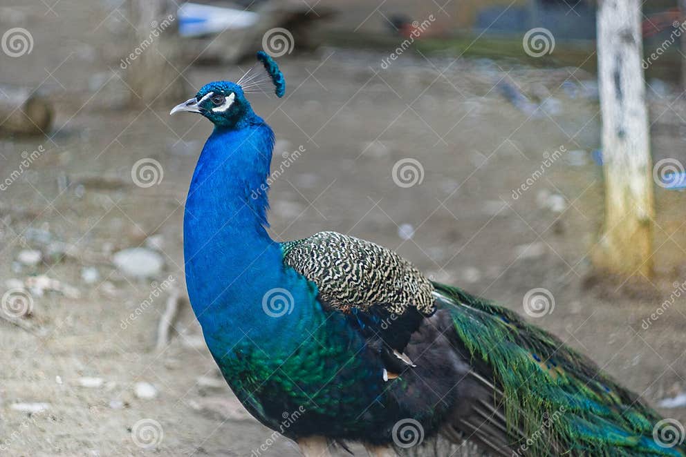 Paon coloré image stock. Image du paon, coloré, jaune - 43613681