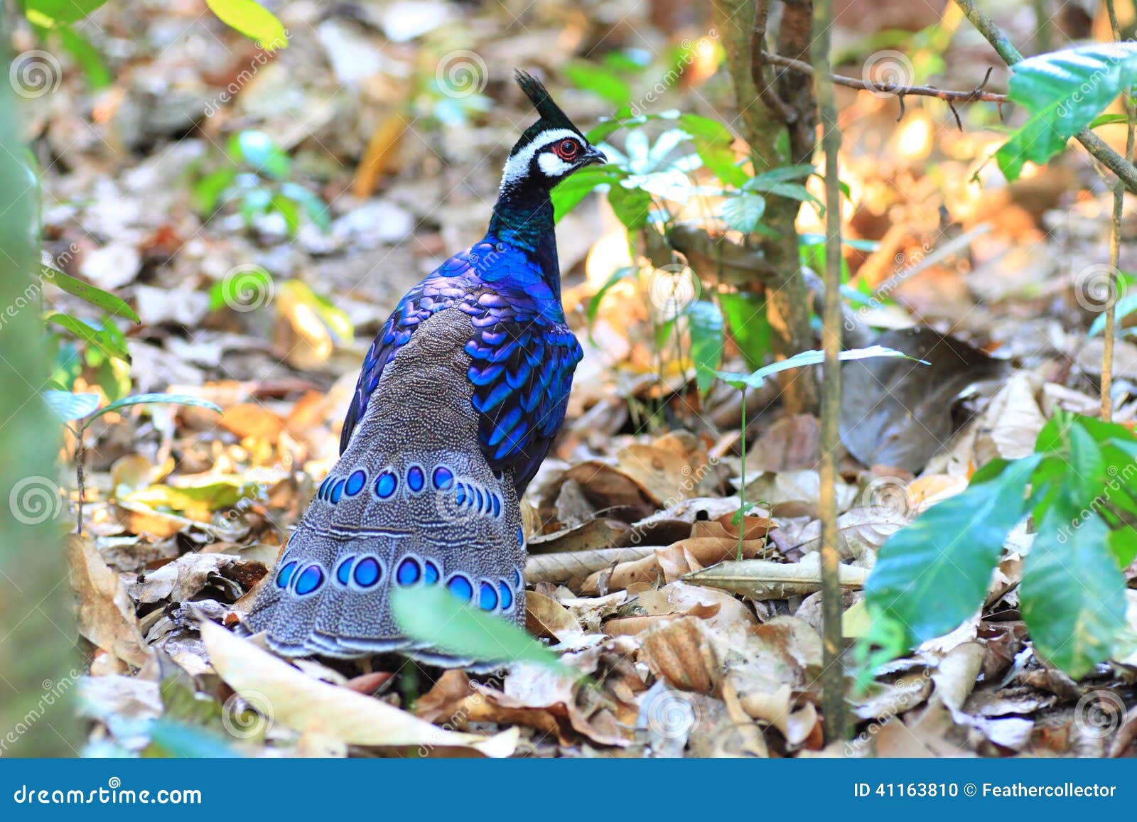 7 Paon Faisan De Palawan Photos libres de droits et gratuites de Dreamstime