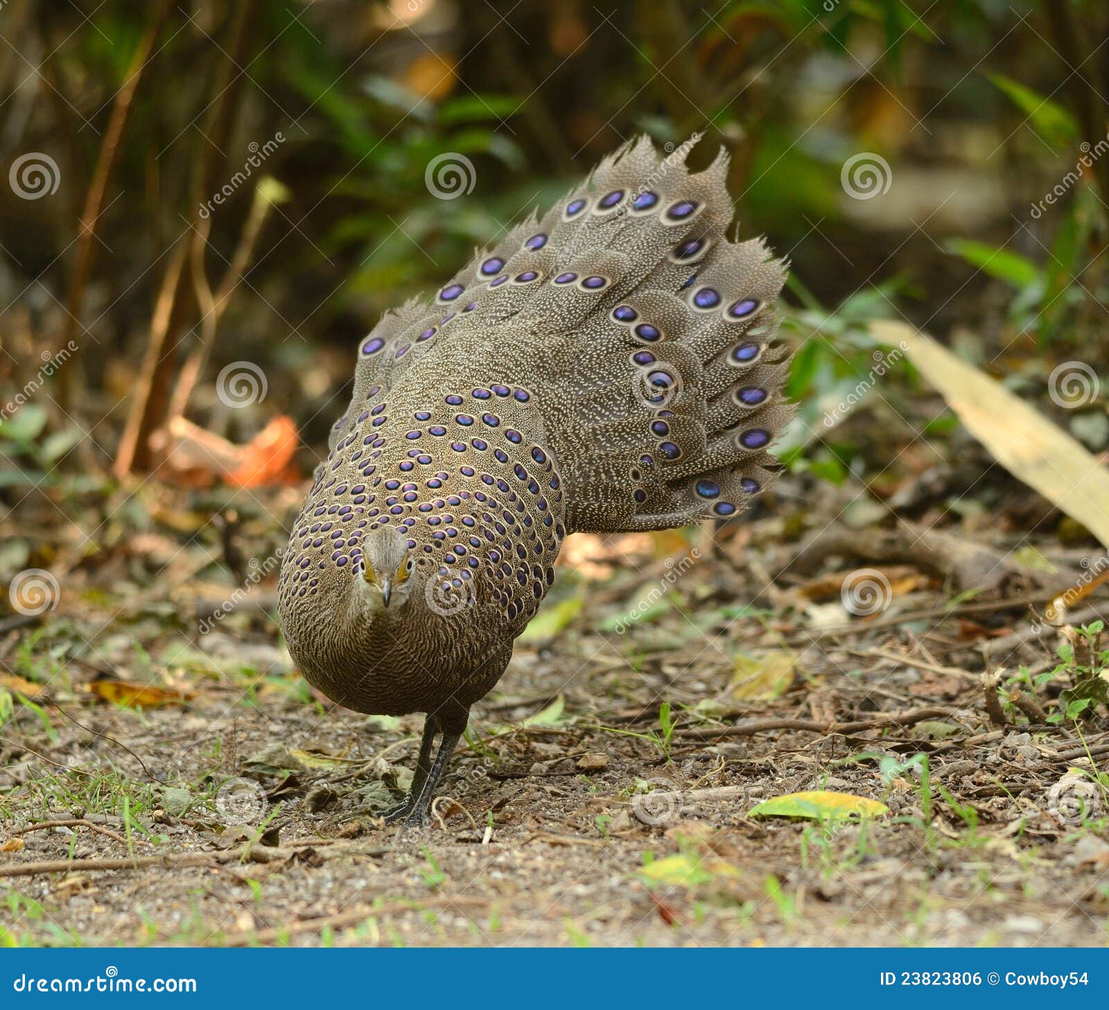 Paon-faisan gris mâle photo stock. Image du normal, thaïlande - 23823806