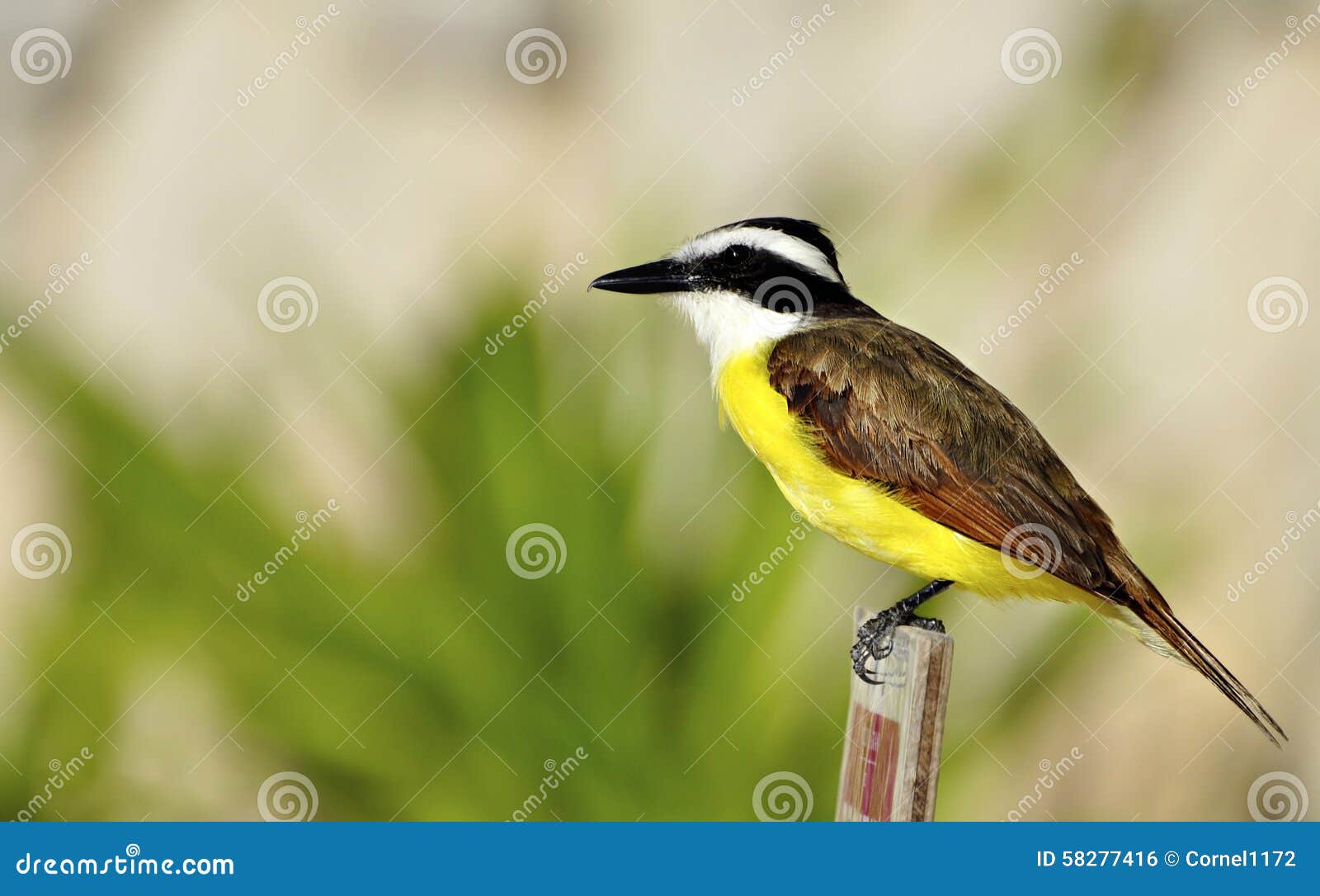 Papa-moscas social foto de stock. Imagem de floresta - 58277416
