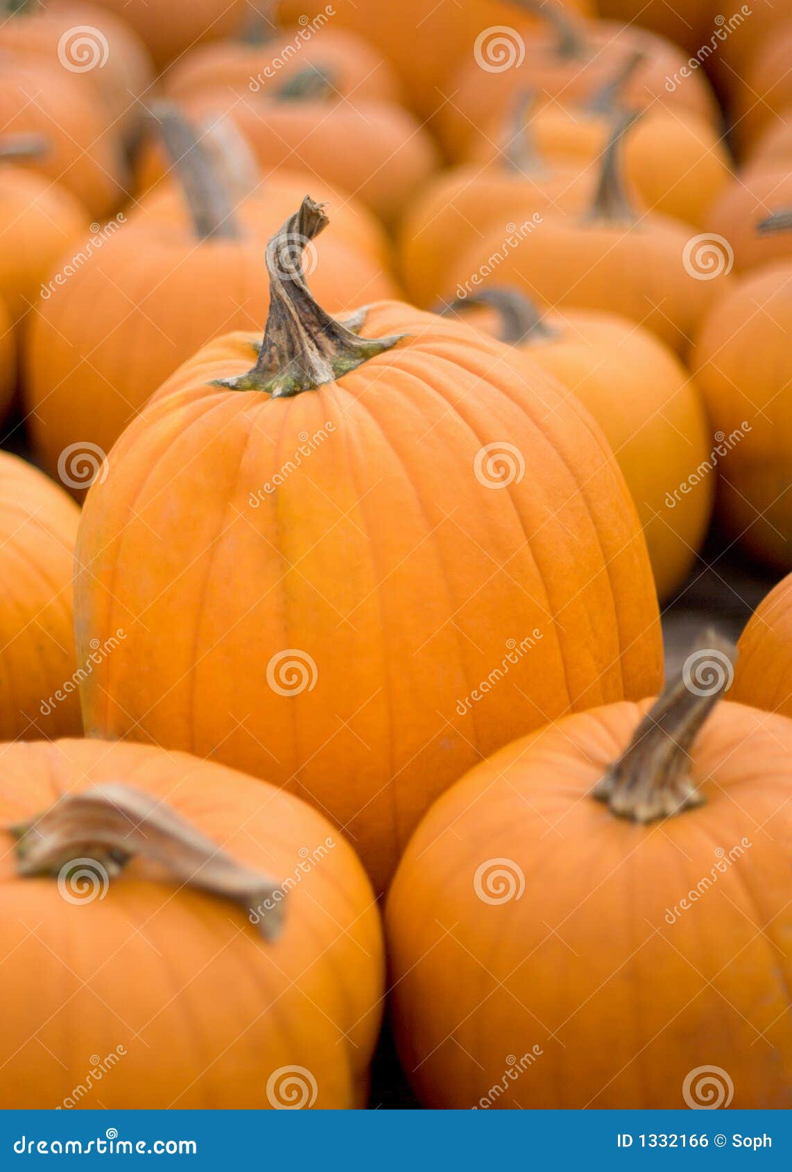 Papa pumpkin stock photo. Image of halloween, nutrition - 1332166