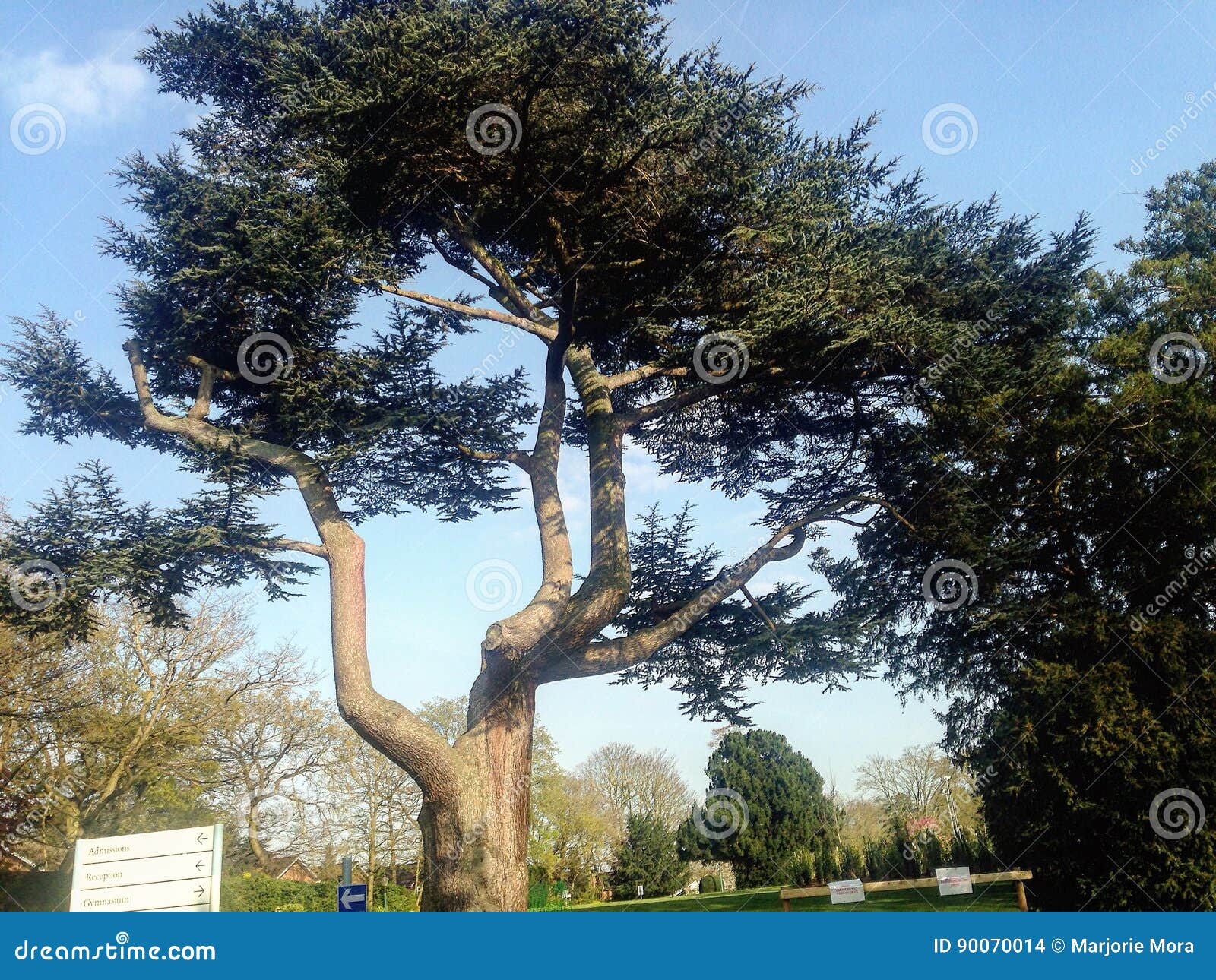 Papa tree stock photo. Image of work, welcome, papa, amazing - 90070014