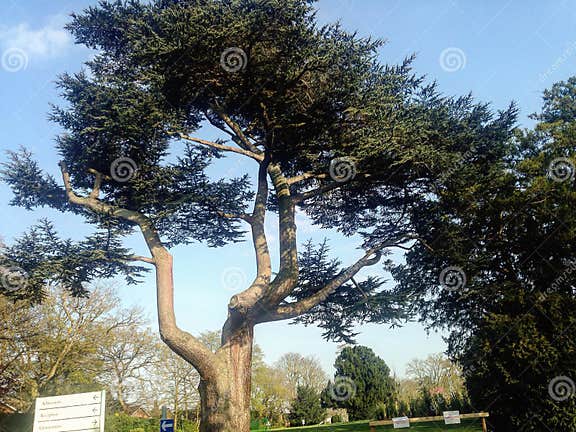 Papa tree stock photo. Image of work, welcome, papa, amazing - 90070014