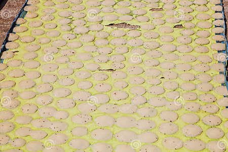 Papad chips drying stock photo. Image of cuisine, preparation - 131587086
