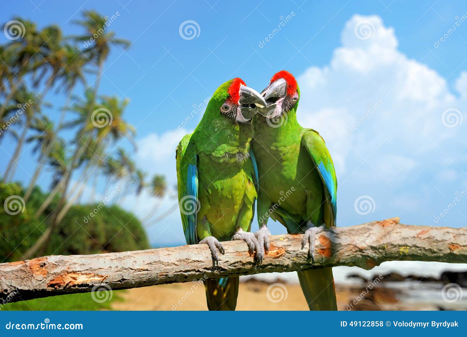 Papagaio (arara Severa) No Ramo No Fundo Tropical Foto de Stock ...