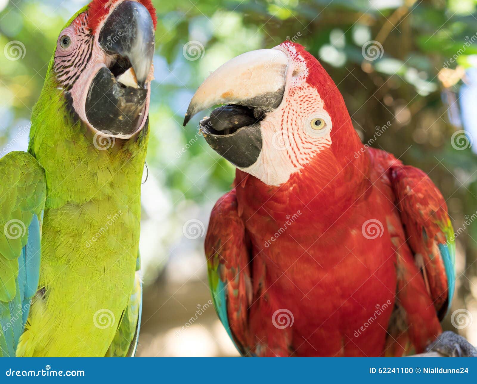 Papagaio da arara foto de stock. Imagem de exterior, selva - 62241100
