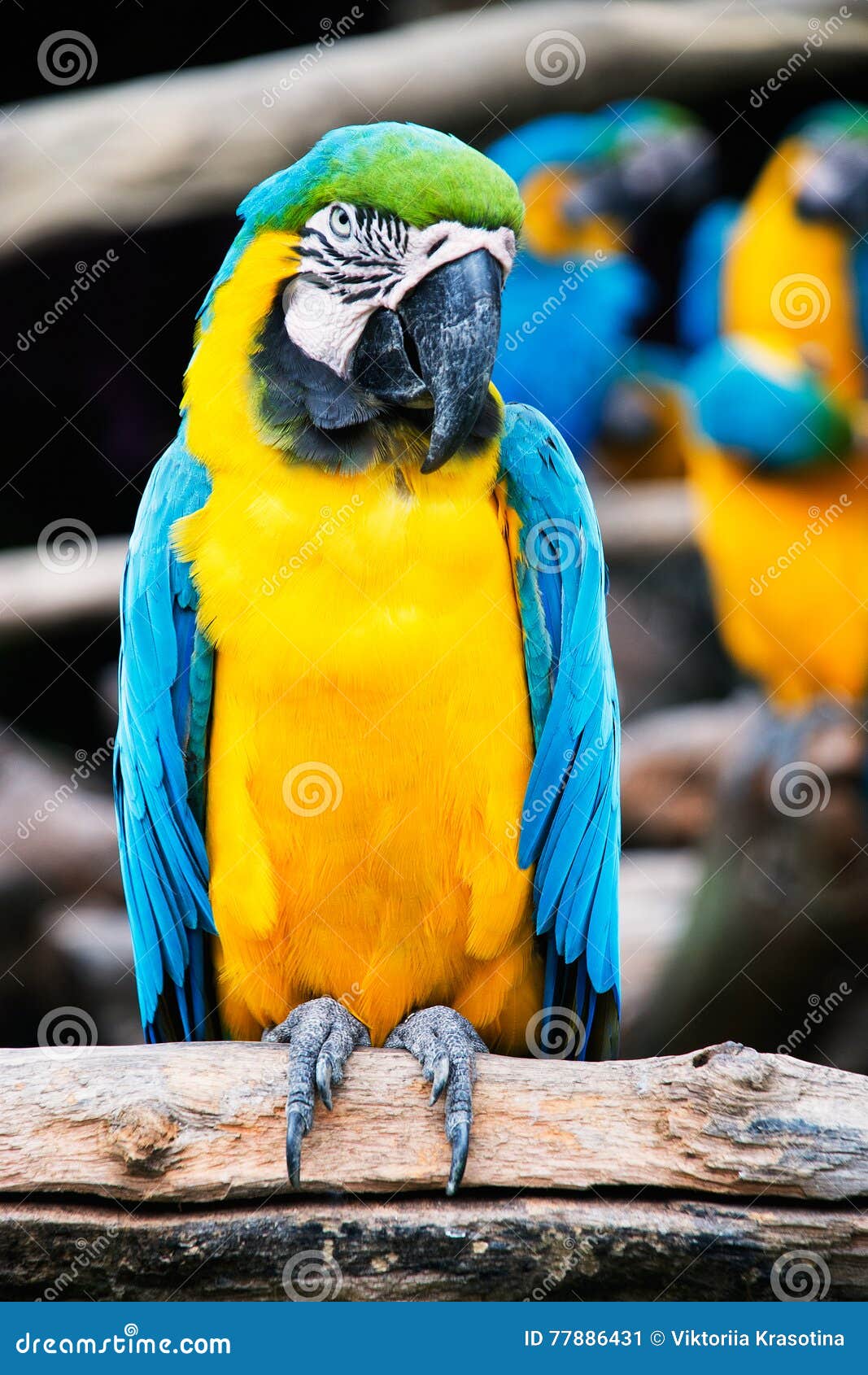 Papagaio da arara imagem de stock. Imagem de fofofo, ouro - 77886431