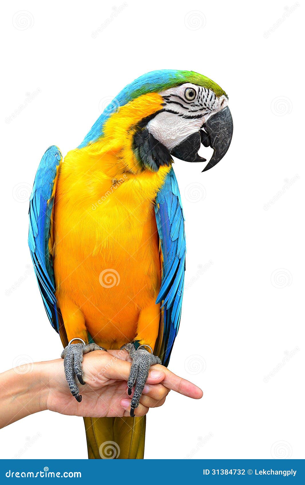 Papagaio Da Arara No Branco Foto de Stock - Imagem de andar, lado: 31384732