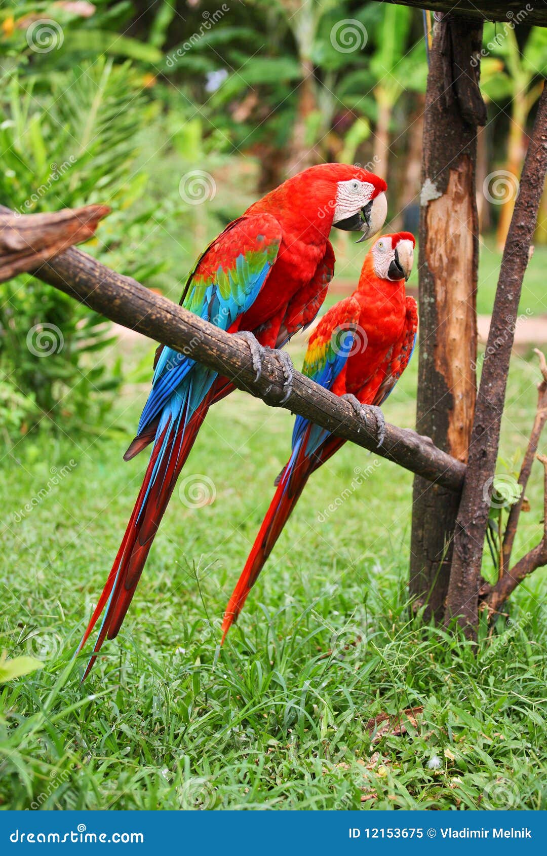 Papagali stock image. Imagine din peru, amazonian, macao - 12153675