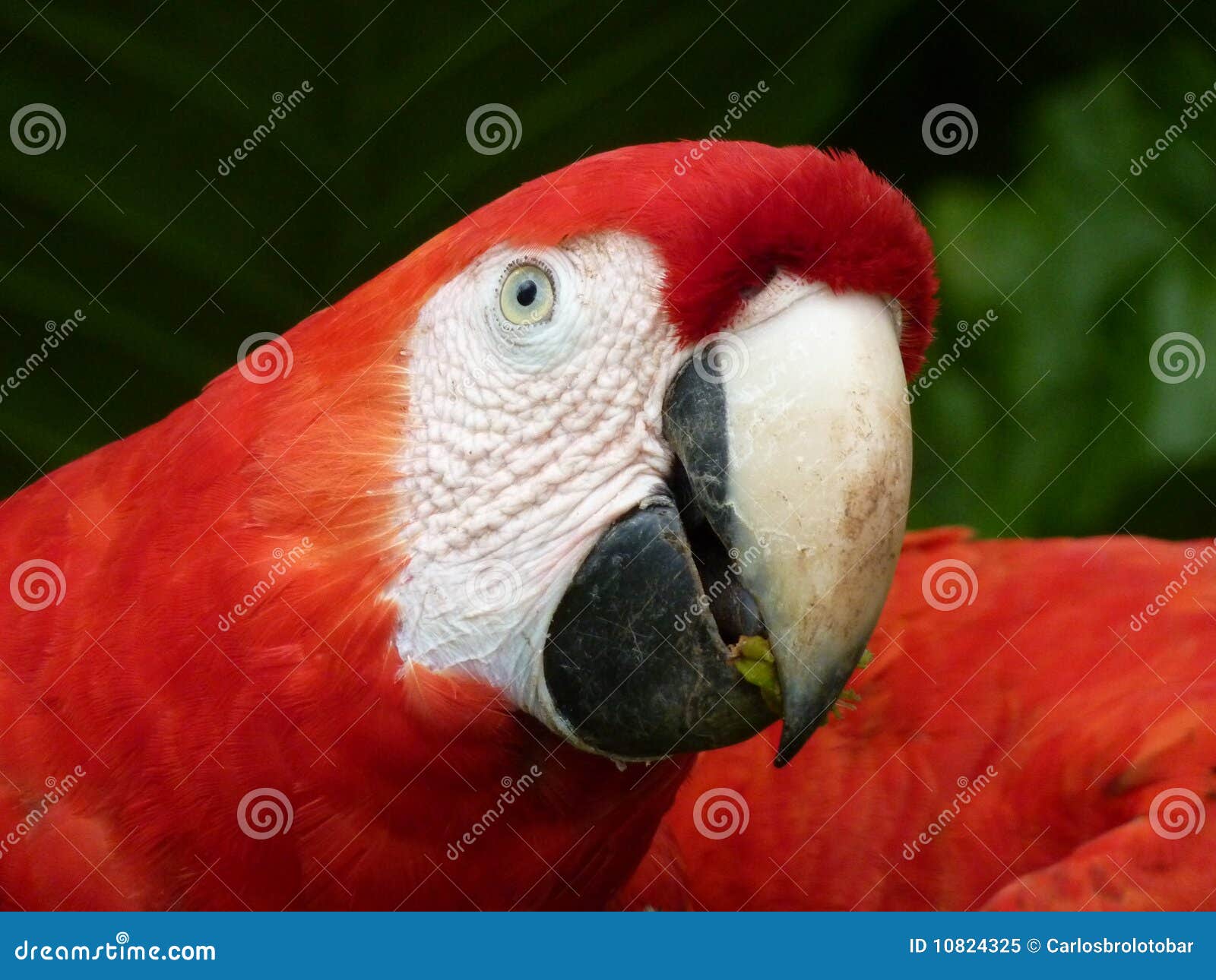Papagayo imagen de archivo. Imagen de rojo, plumas, comer - 10824325