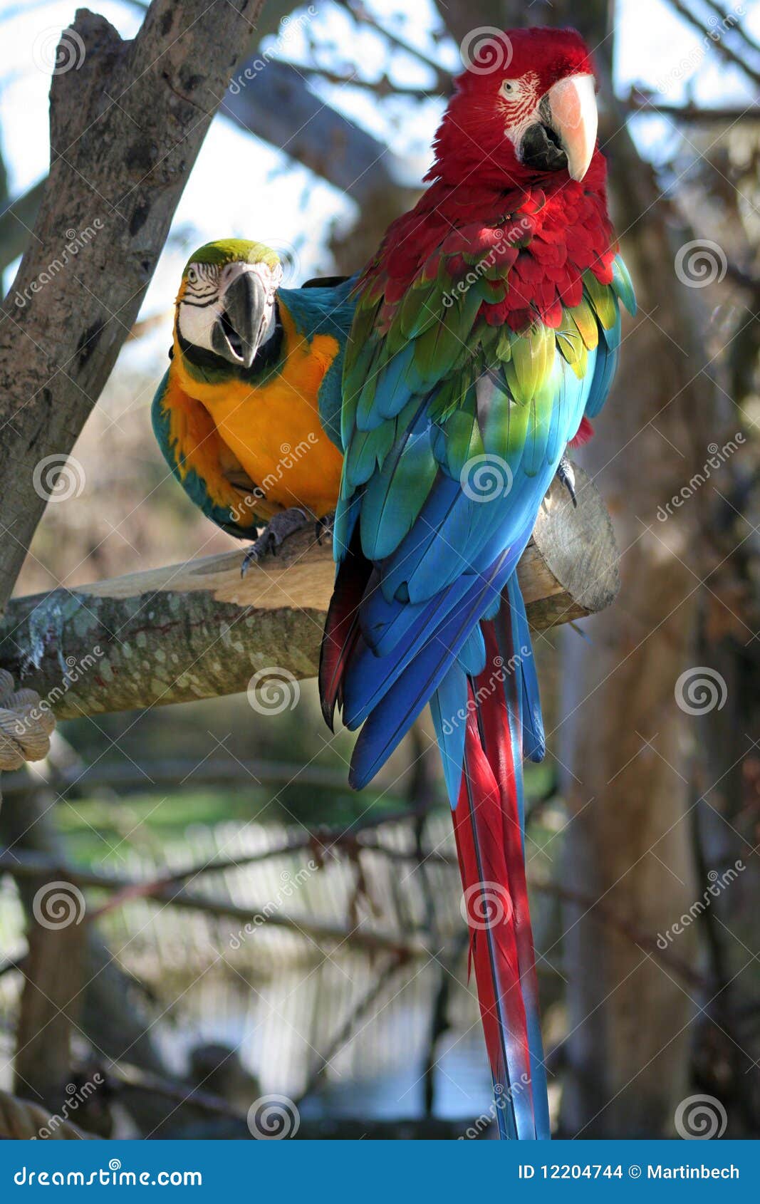 Papageien stockfoto. Bild von gold, laut, leben, schön - 12204744