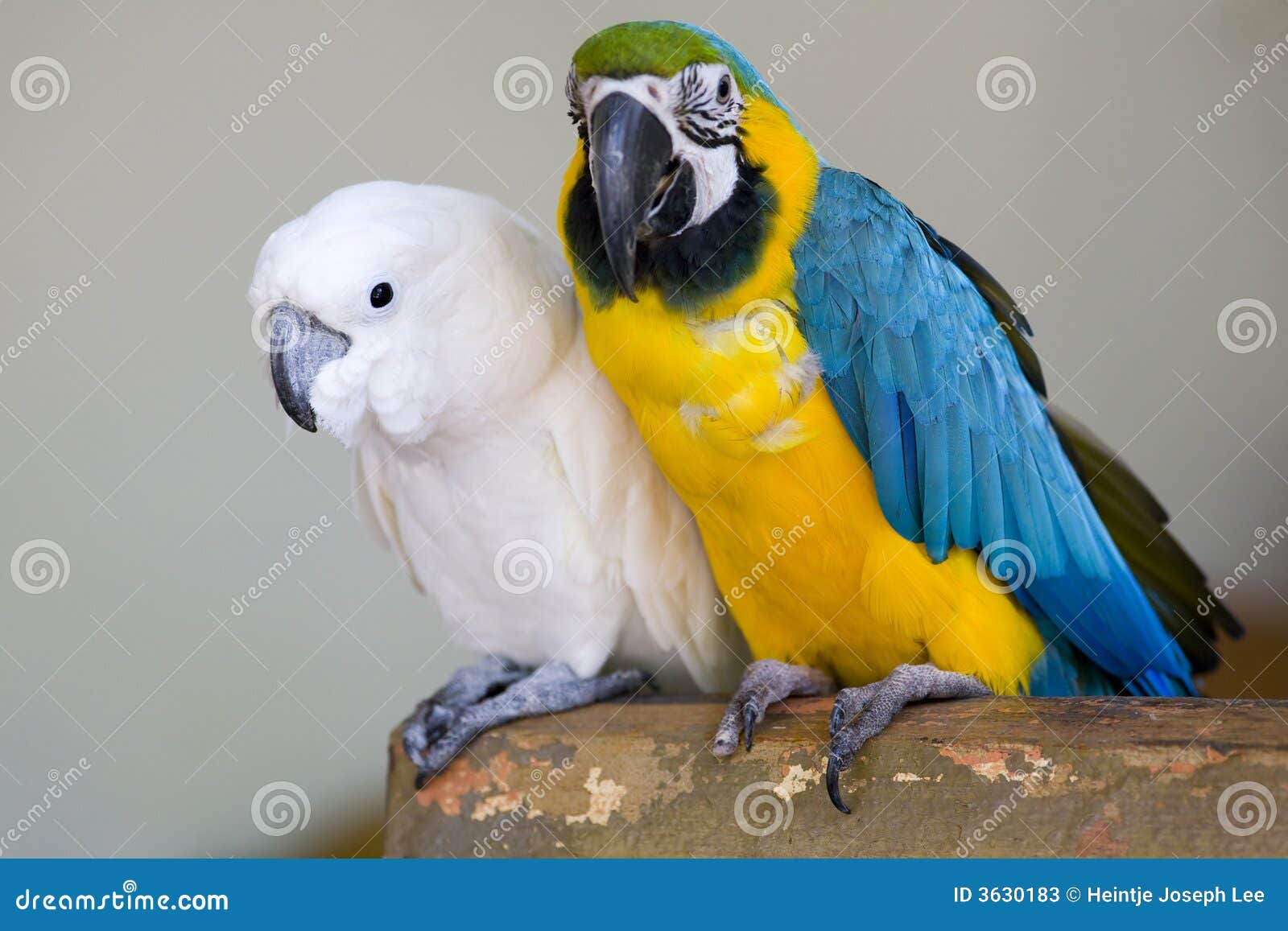 Papageien stockbild. Bild von nett, schön, farben, feder - 3630183