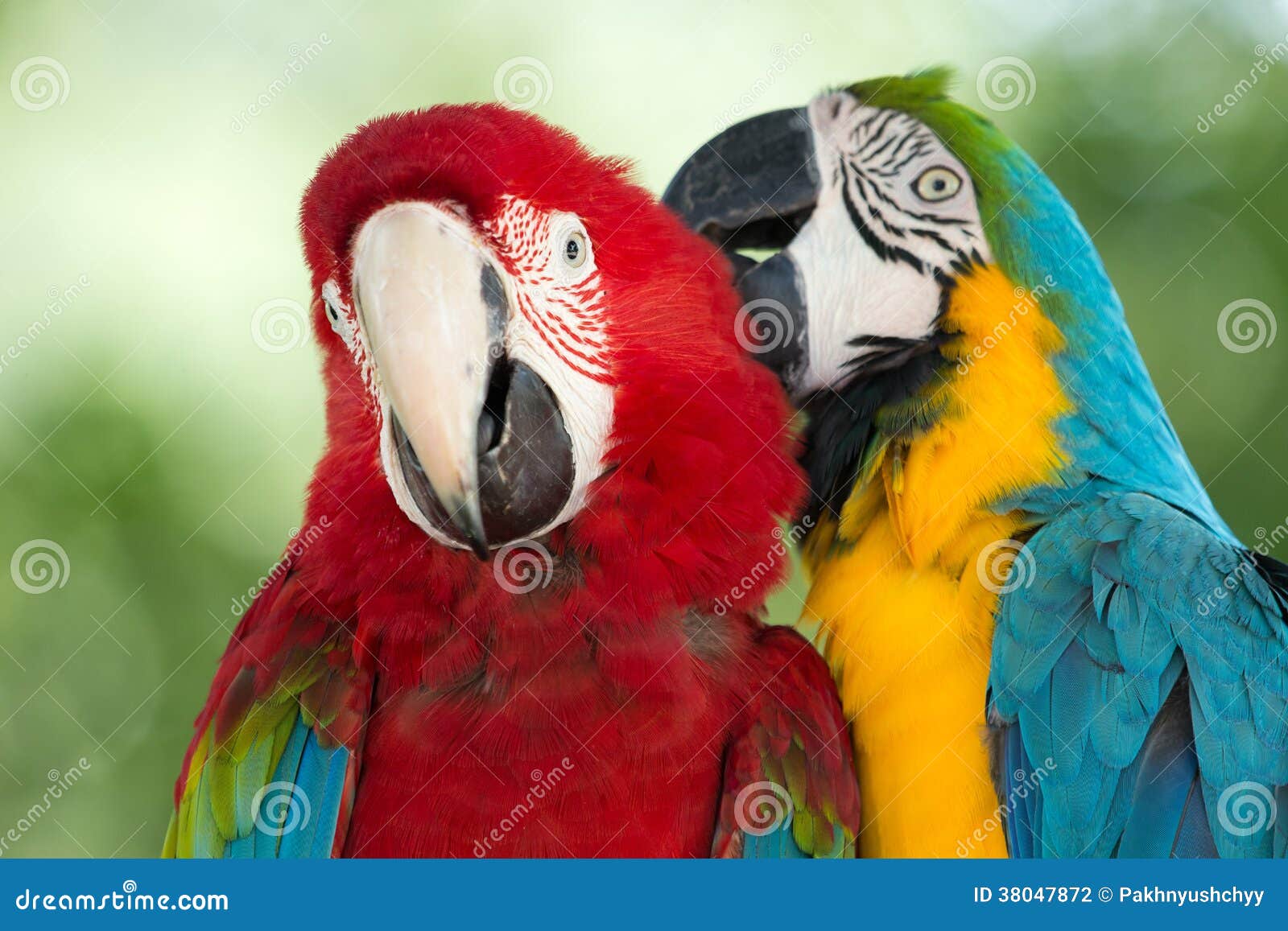 Papageien stockfoto. Bild von schön, tier, vogelkunde - 38047872