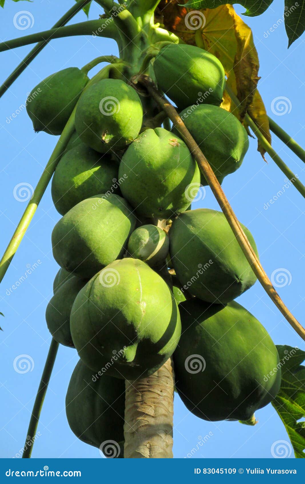 Papaja Groene Vruchten Op Boom Stock Afbeelding - Image of voedzaam ...