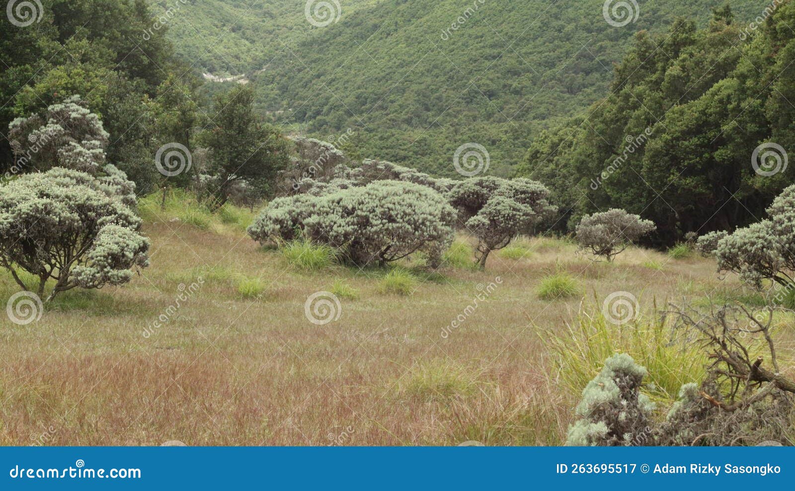 Papandayan mountain stock image. Image of indonesia - 263695517 Papandayan mountain stock image. Image of indonesia - 263695517