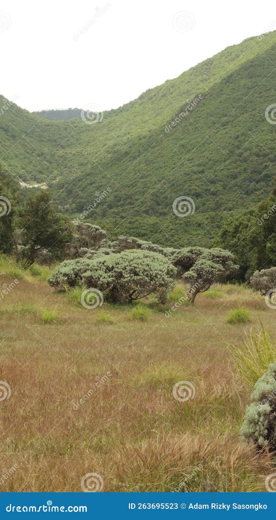 Papandayan mountain stock image. Image of grass, terrain - 263695523 Papandayan mountain stock image. Image of grass, terrain - 263695523