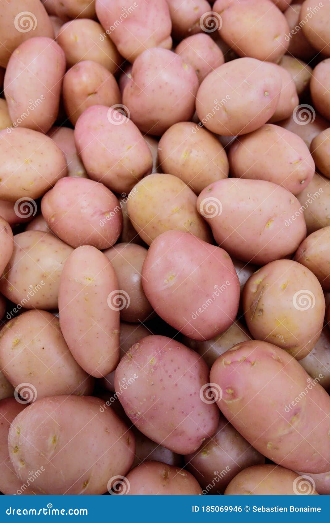 Papas rosas foto de archivo. Imagen de carbohidrato - 185069946