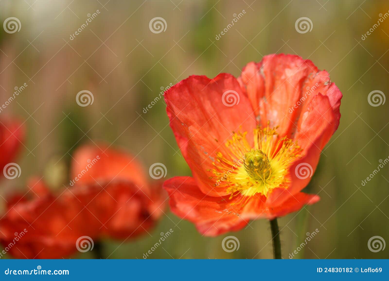Papaver stock photo. Image of petal, wildflower, corn - 24830182