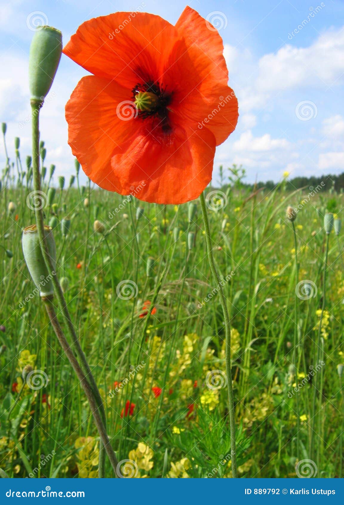 Papaver stock foto. Image of groen, land, landschap, landbouw - 889792