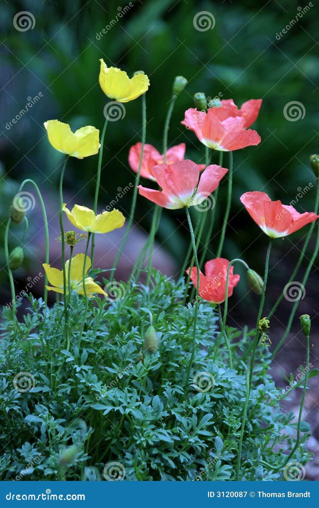 Alpine Poppy Flowers in Bloom Stock Image - Image of background ...