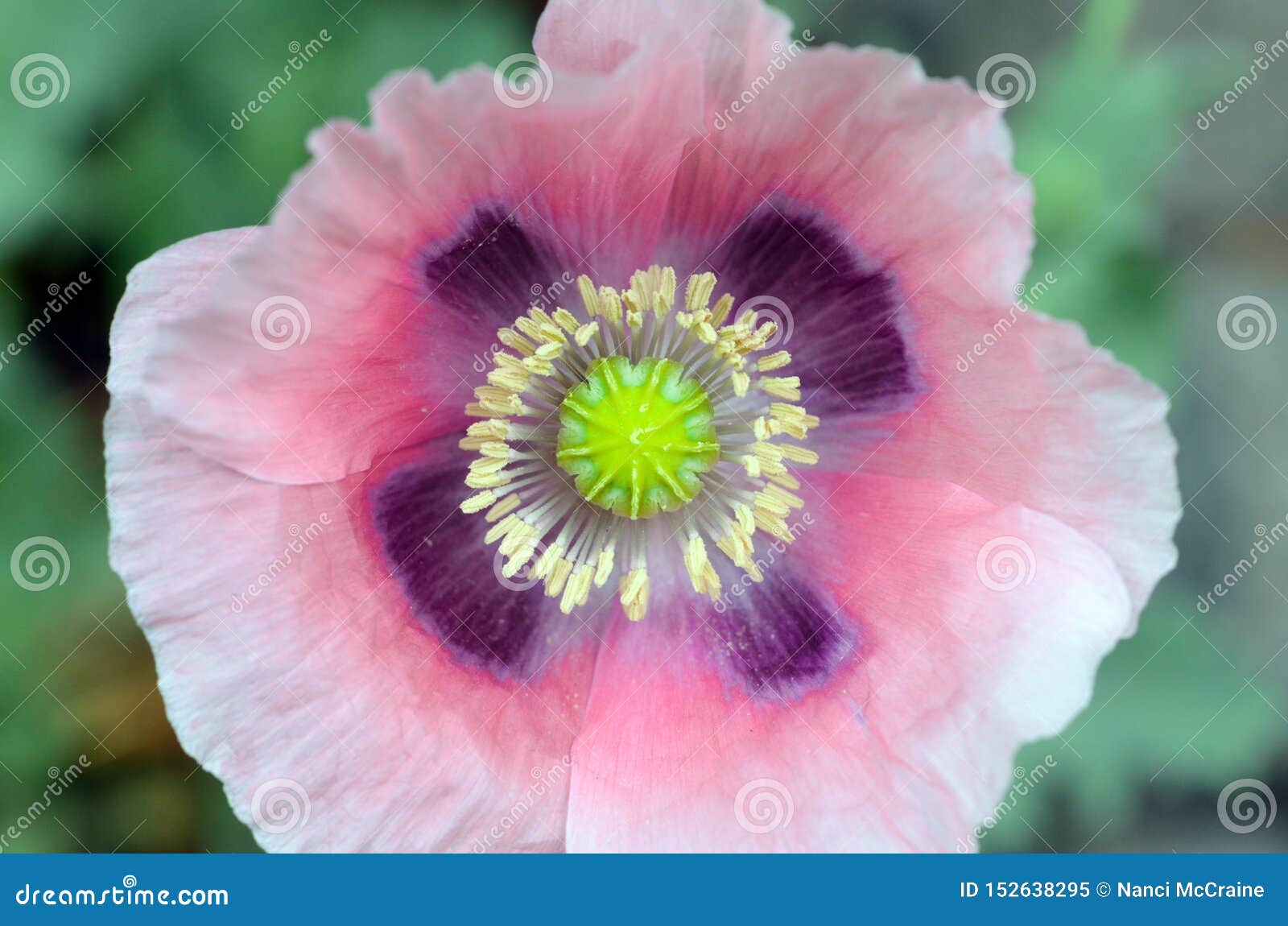 Papaver Cupcake Oriental Poppy Open in the Garden Stock Image - Image ...