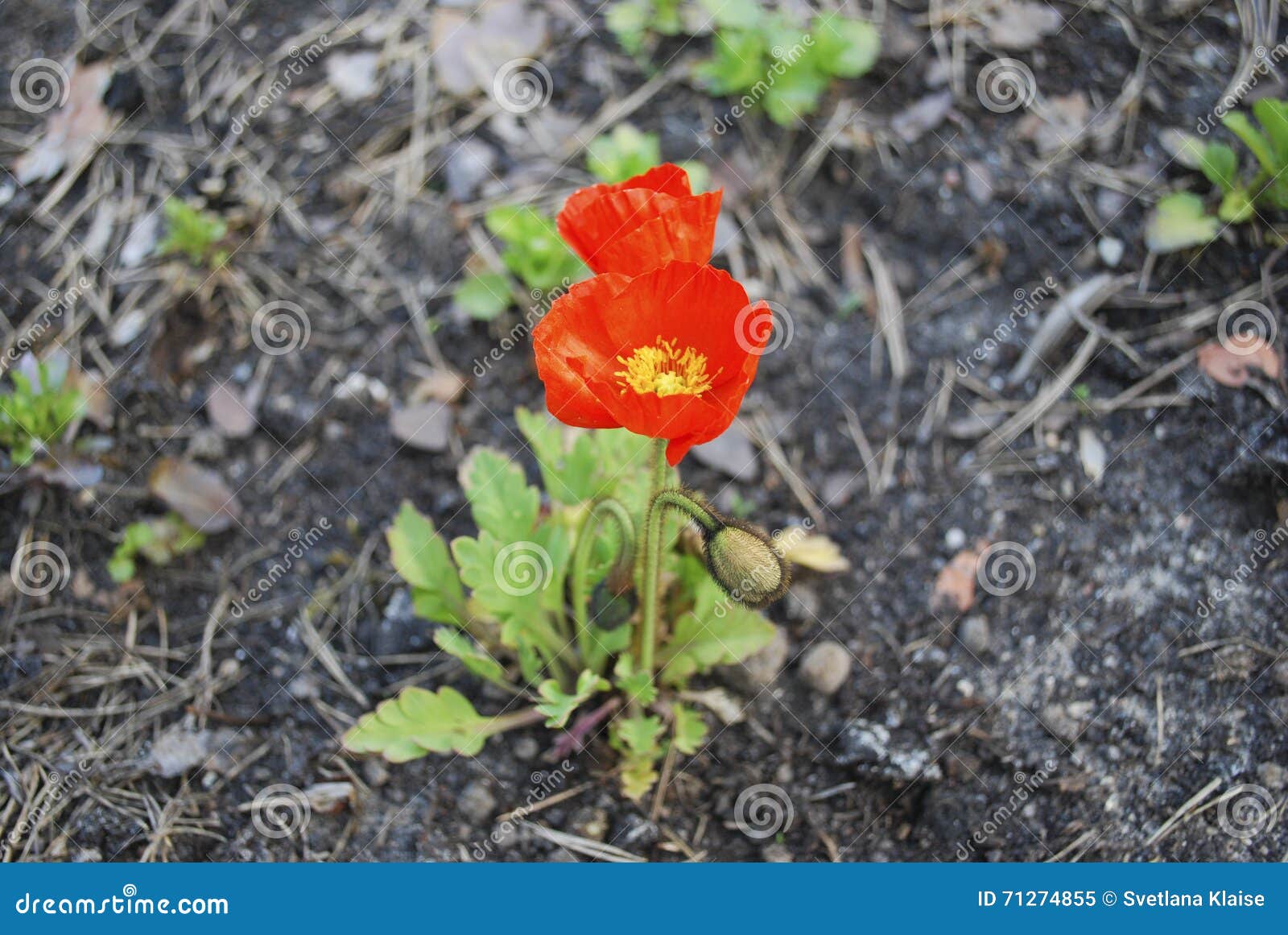Papaver Nudicaule Garden Gnome Bloom. Stock Image - Image of garden ...