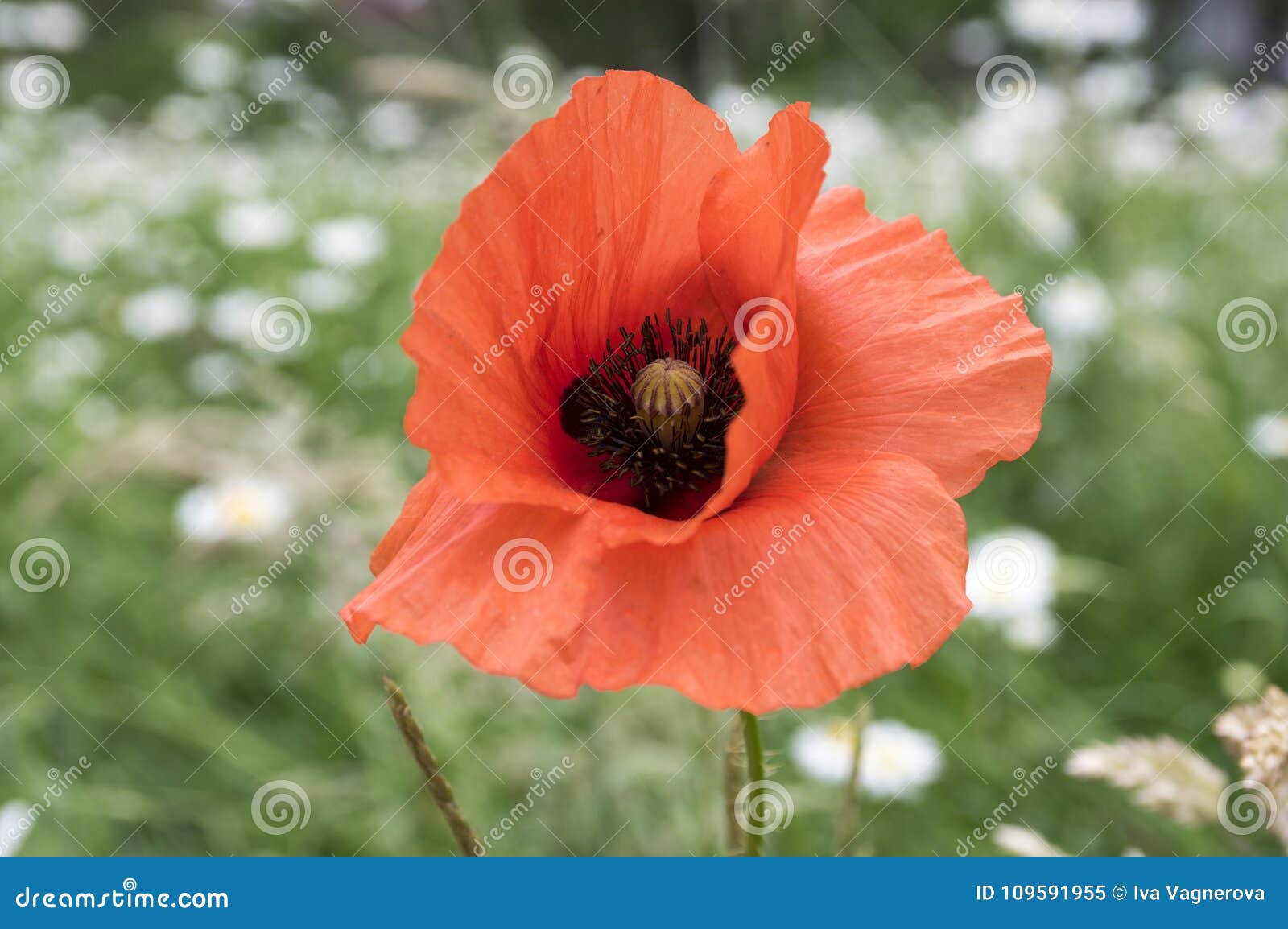 Papaver Rhoeas Meadow Flower in Bloom Stock Image - Image of beautiful ...