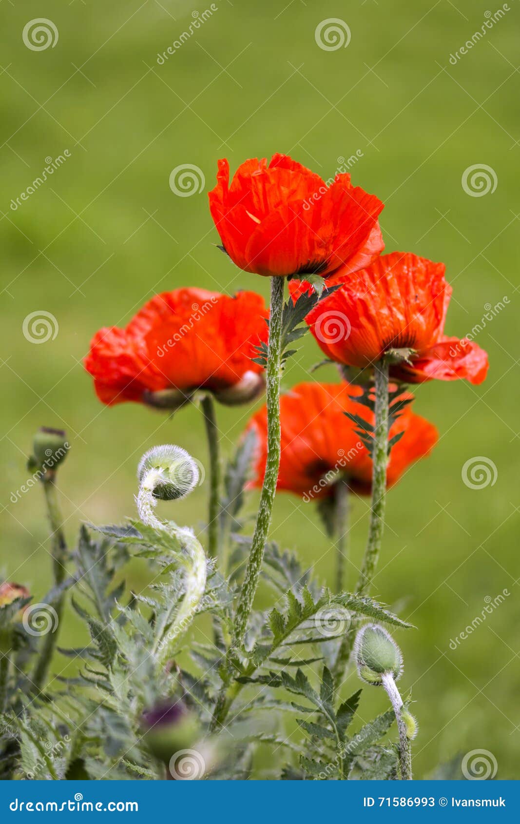 Papaveraceae Rossa Dei Papaveri Immagine Stock - Immagine di disegno ...