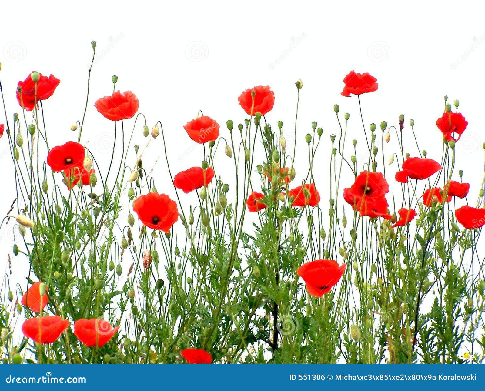 Papaveri fotografia stock. Immagine di papaveri, vegetazione - 551306