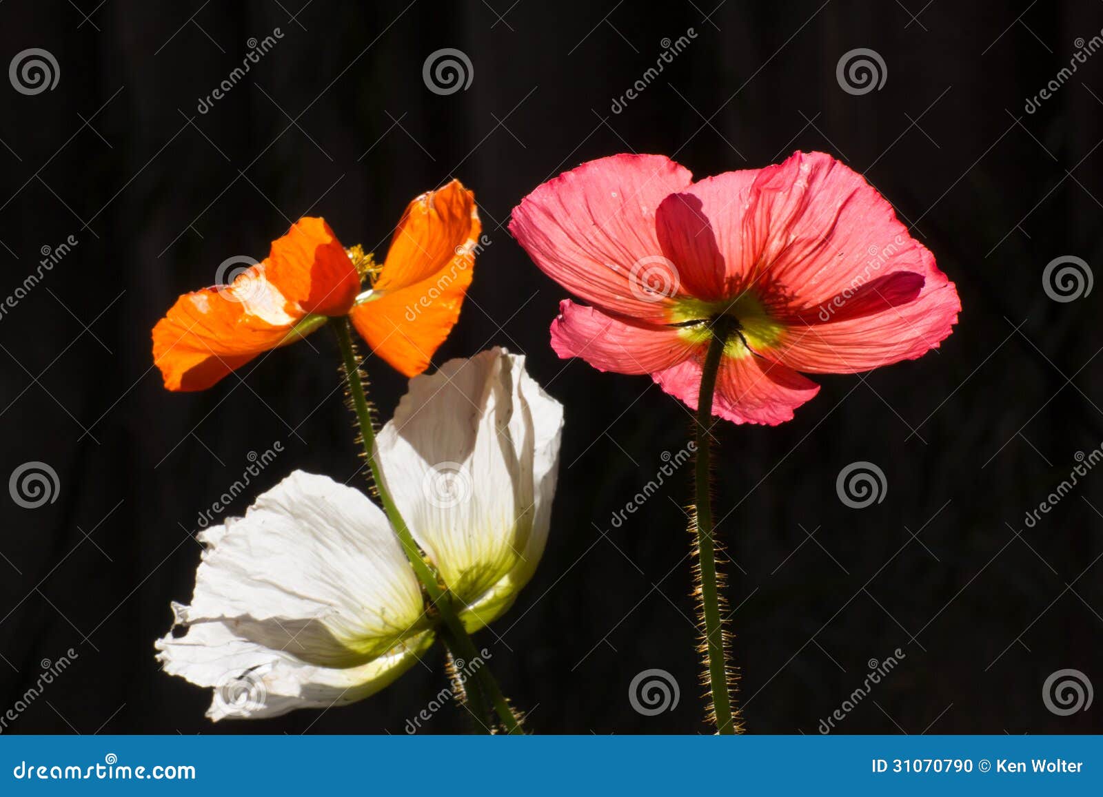 Papaveri Colorati in Siluetta Fotografia Stock - Immagine di ...