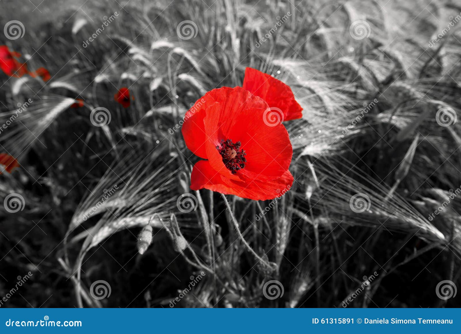 Papaveri di campo rossi immagine stock. Immagine di cereale - 61315891