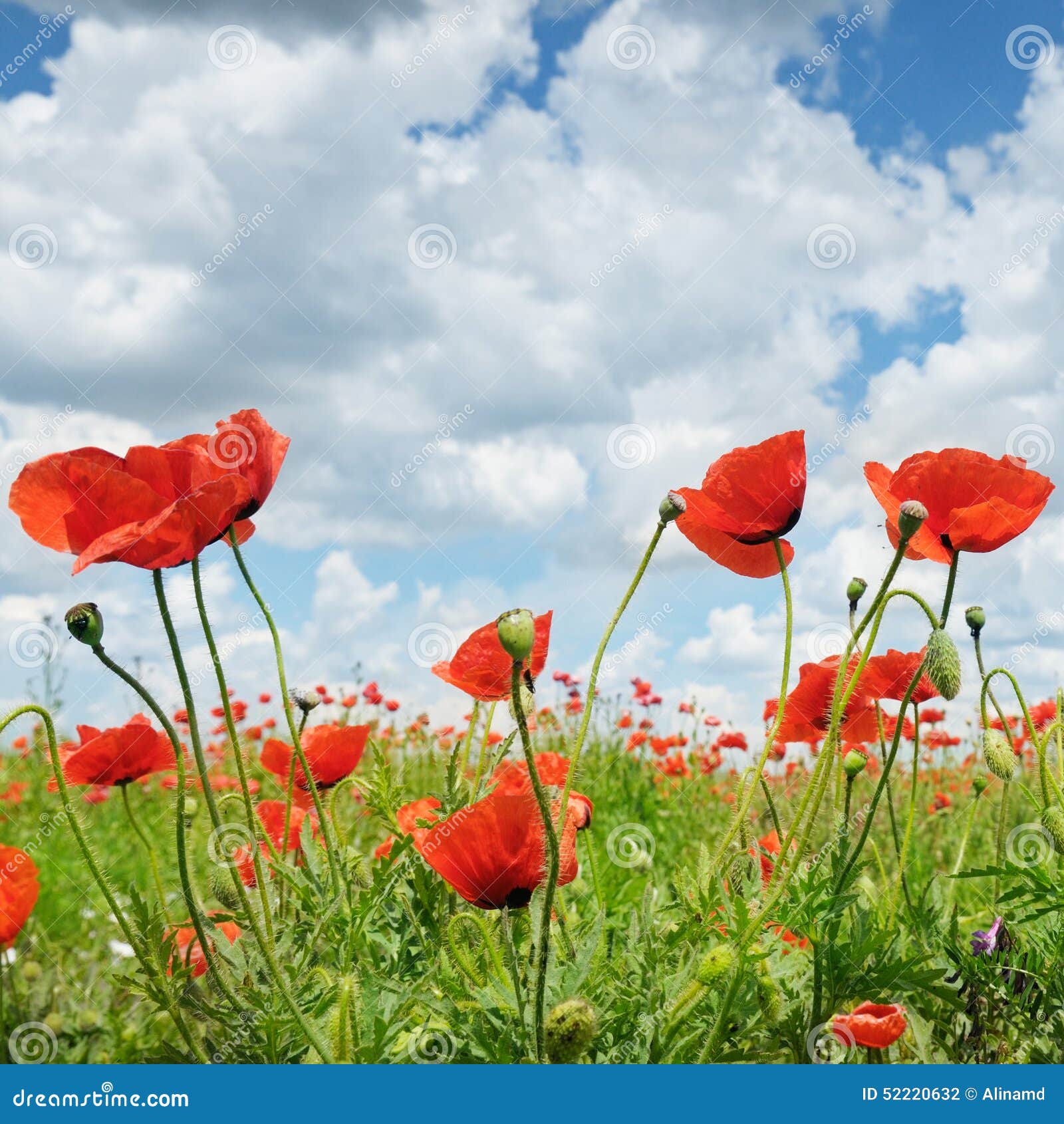 Papaveri e cielo blu fotografia stock. Immagine di sviluppisi - 52220632