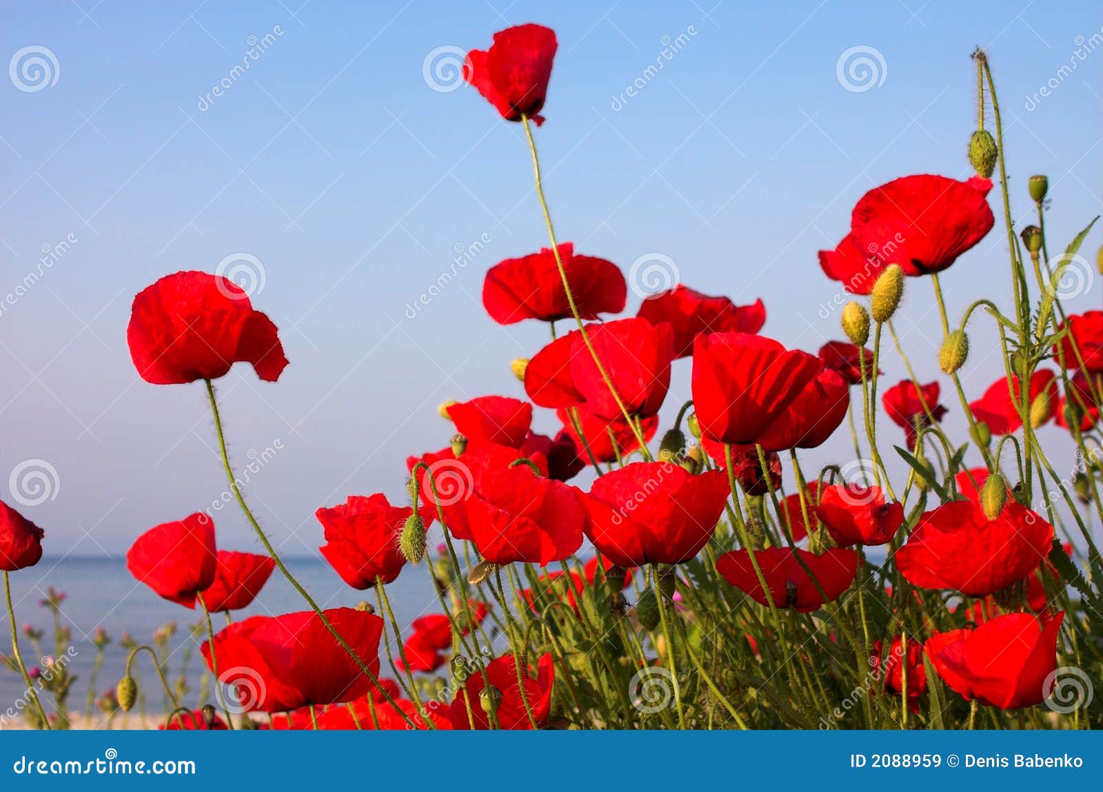 Papaveri E Cielo Blu E Mare Rossi Immagine Stock - Immagine di ...