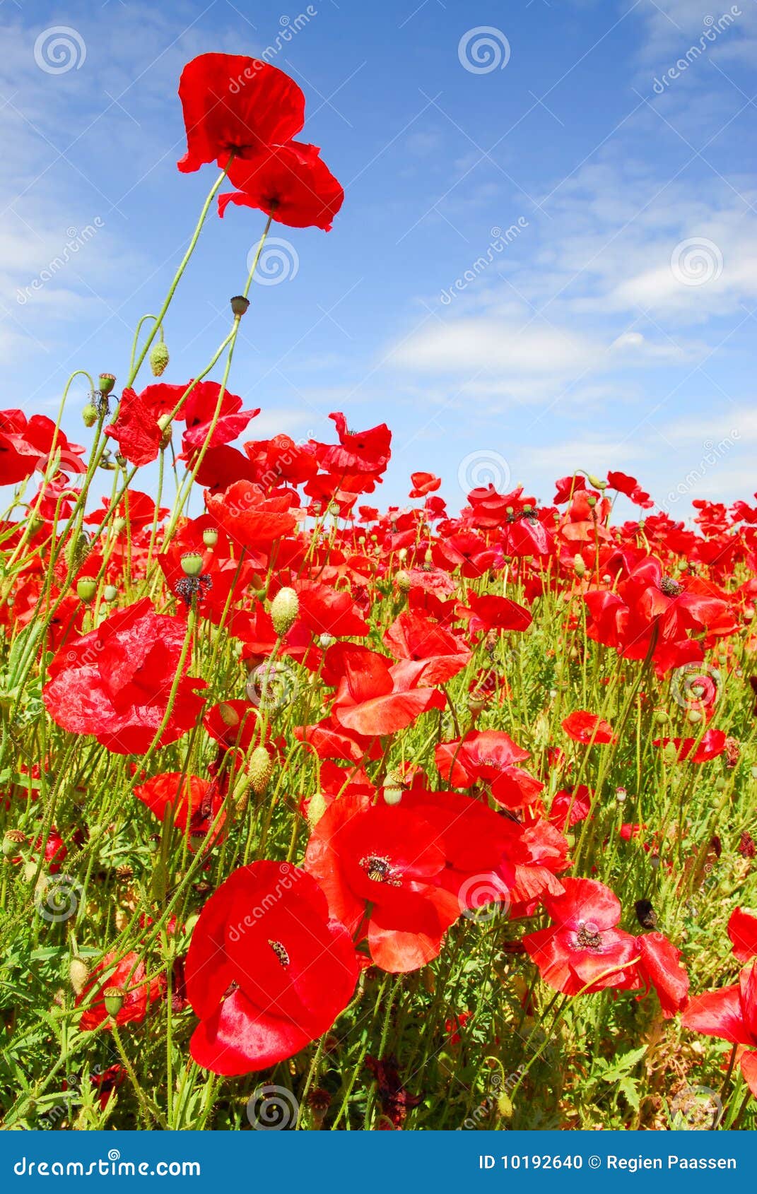 Papaveri E Cielo Blu in Olanda Fotografia Stock - Immagine di campo ...